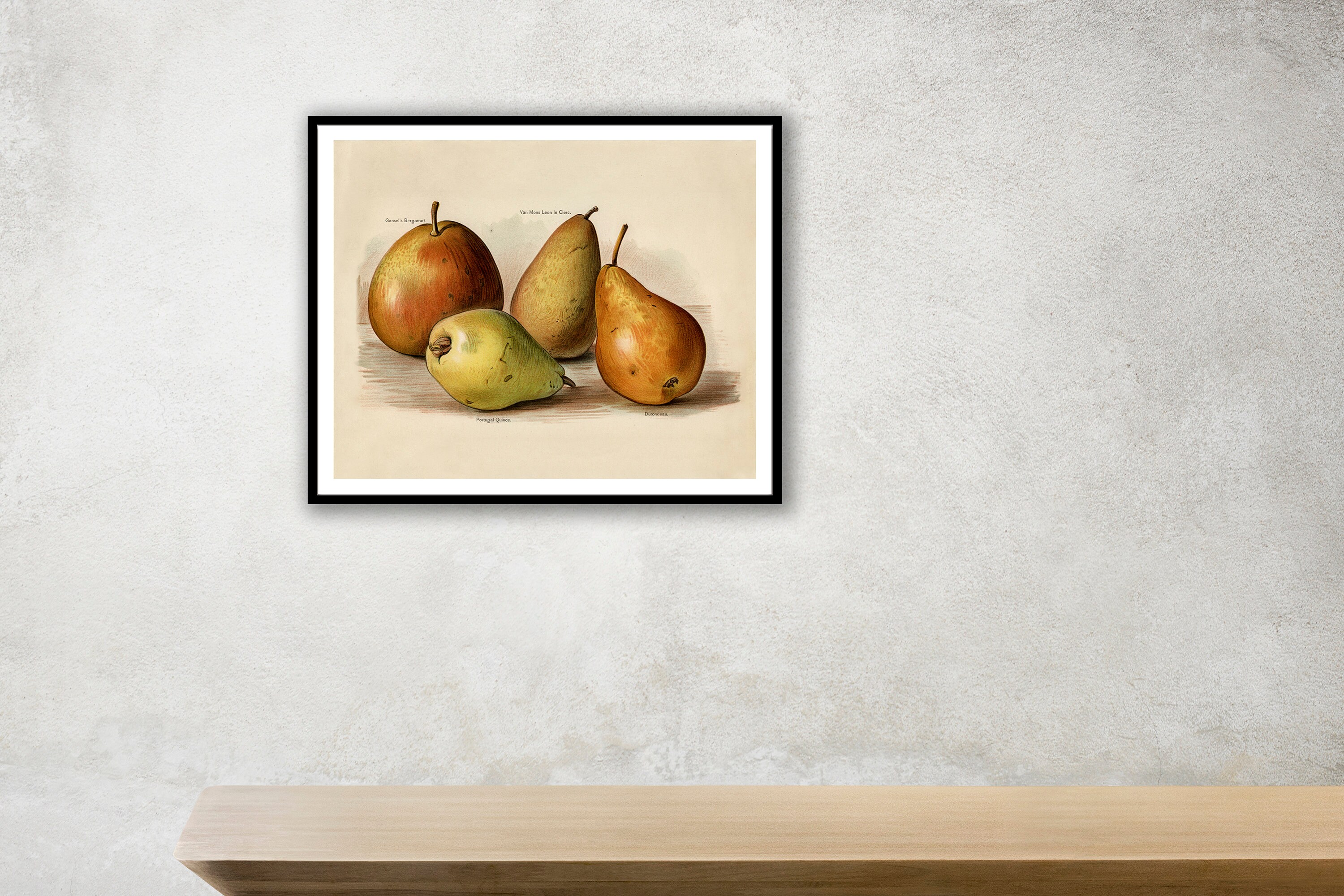 Pears Variety Set Vintage Botanical Poster Illustration From the Fruit ...