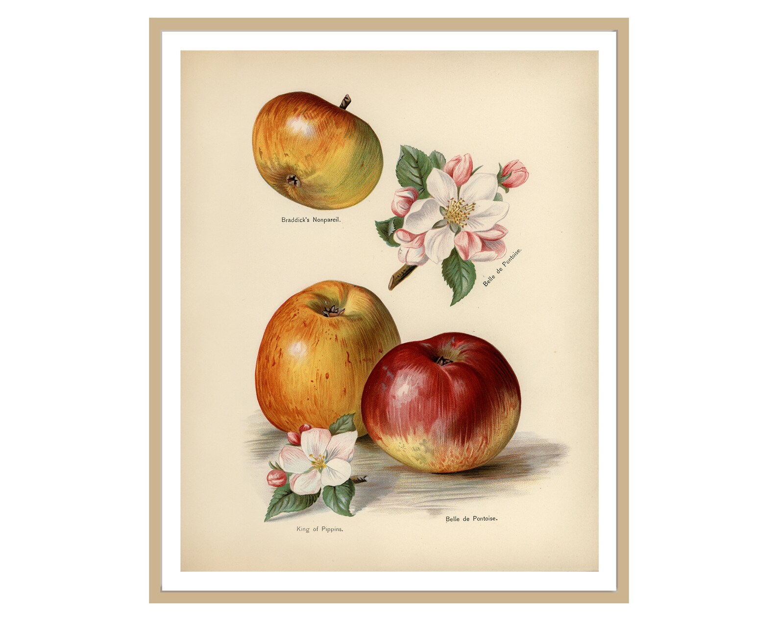 Apples Varieties Set Vintage Patented Botanical Poster Print ...
