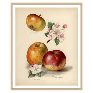 Apples Varieties Set Vintage Patented Botanical Poster Print ...