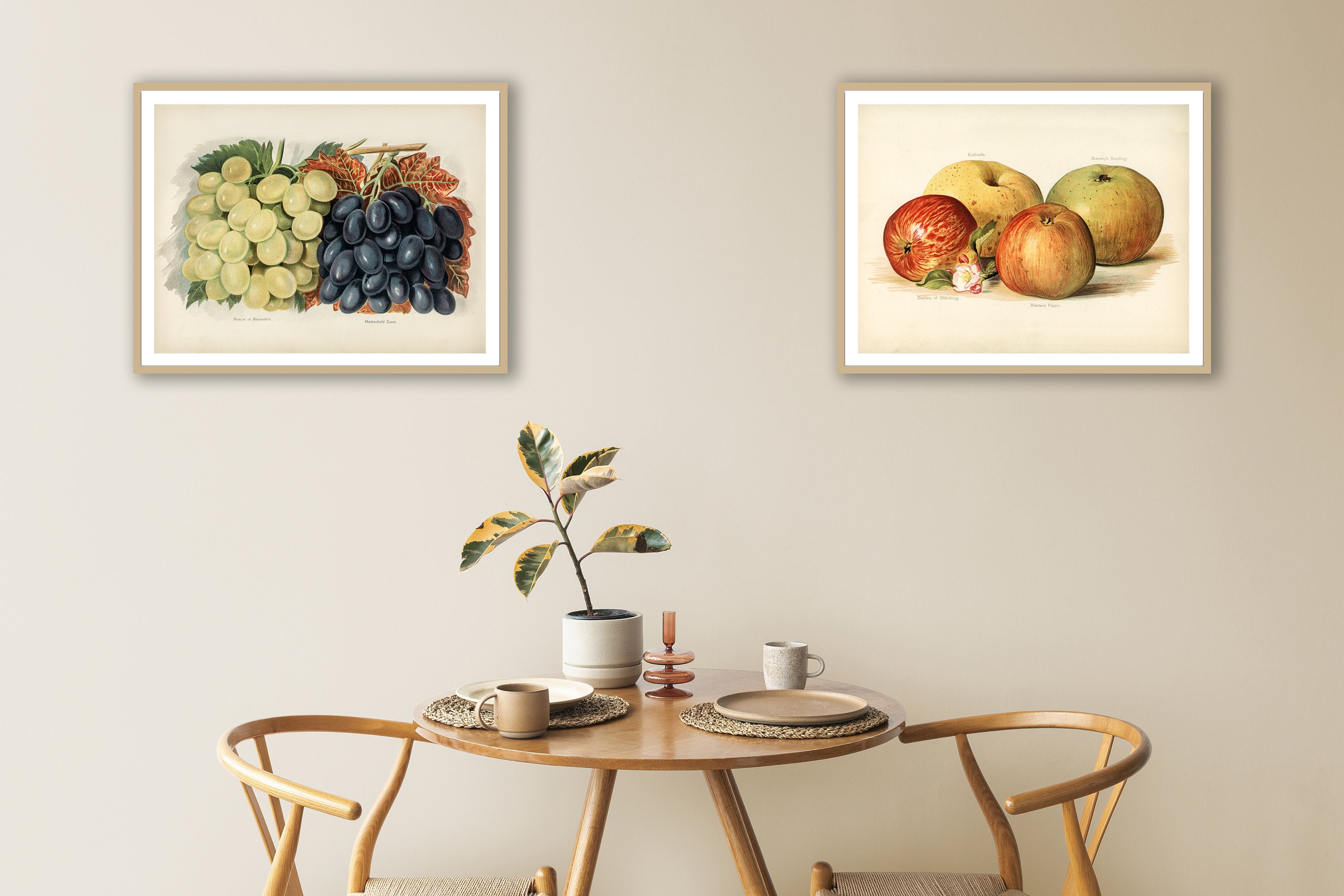 Apples Variety Set Vintage Botanical Poster Illustration From the Fruit ...