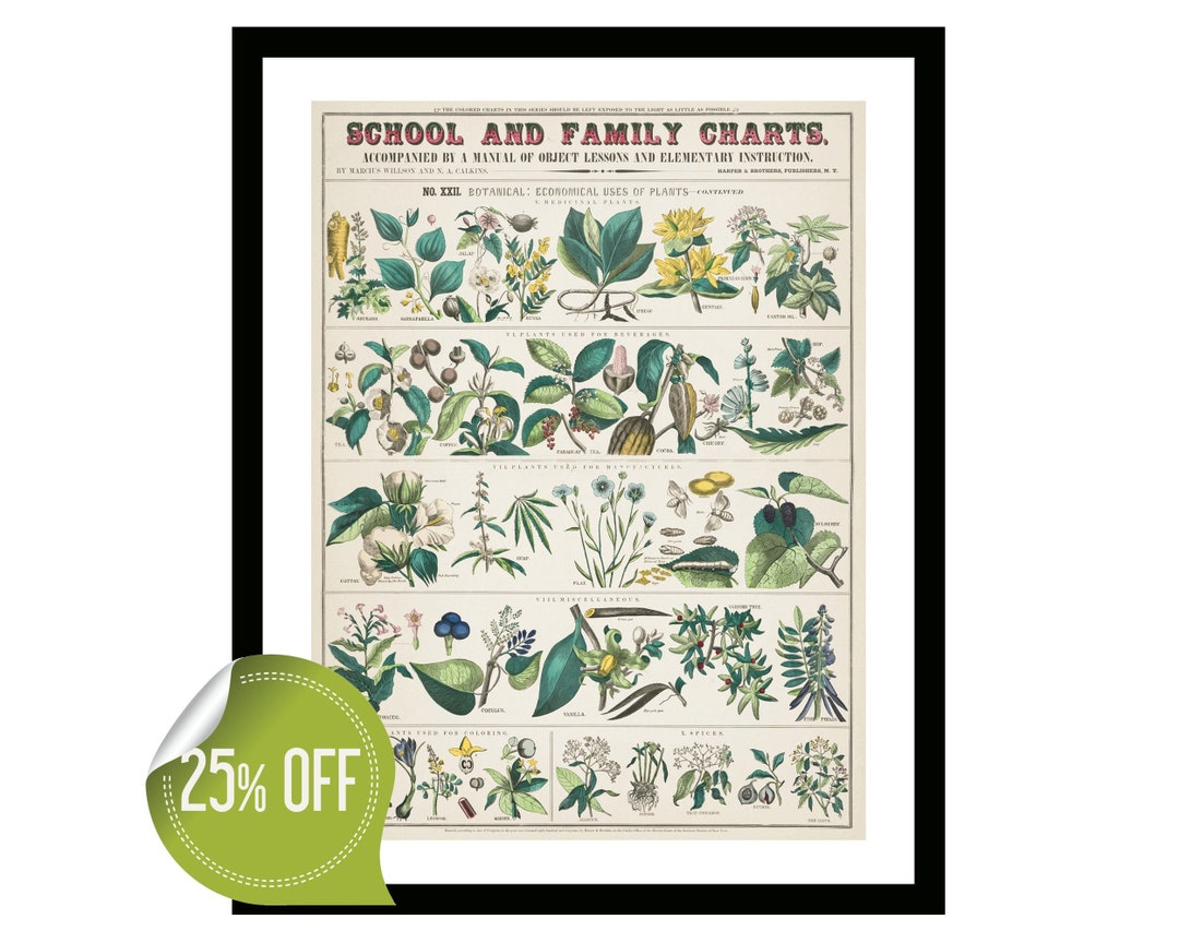 Vintage Poster Framed Retro Plants Botanical School and Family Charts ...