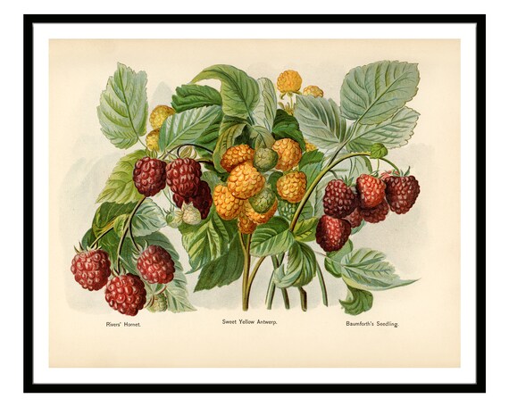 Raspberry Vintage Botanical Poster Illustration From the Fruit - Etsy