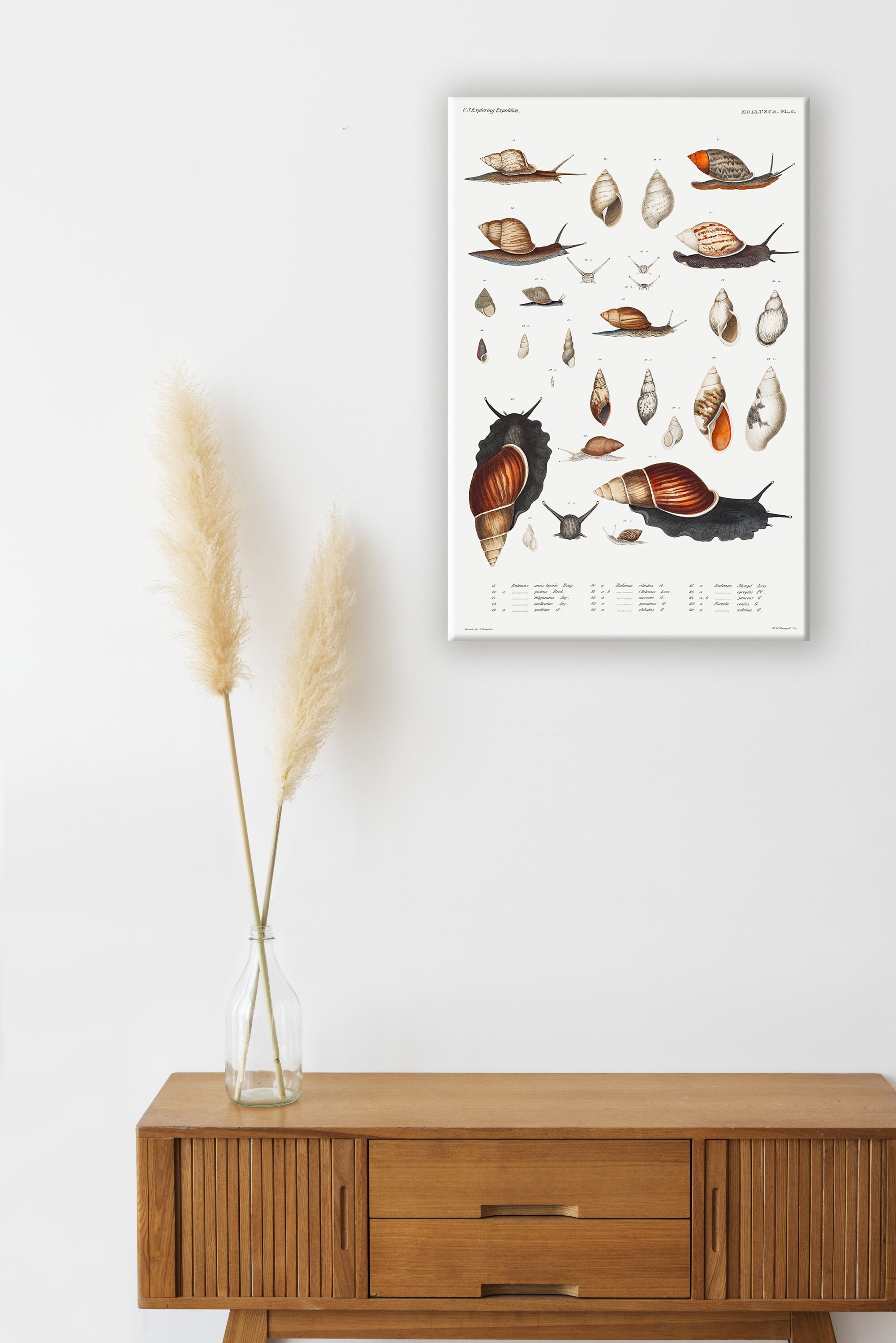 Snail Mollusca & Shells Varieties Vintage Illustration Set Patent Print ...