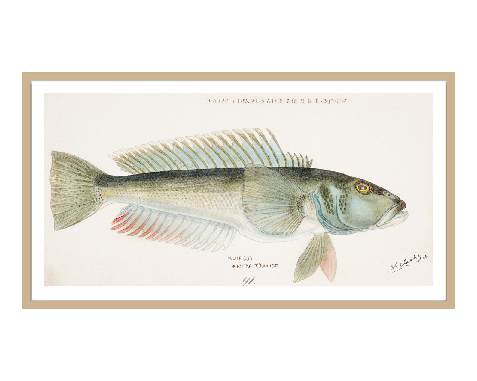 Antique Fish Parapercis Vintage Illustration Patent Print Poster Gift ...