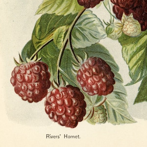 Raspberry Vintage Botanical Poster Illustration From the Fruit Grower's ...