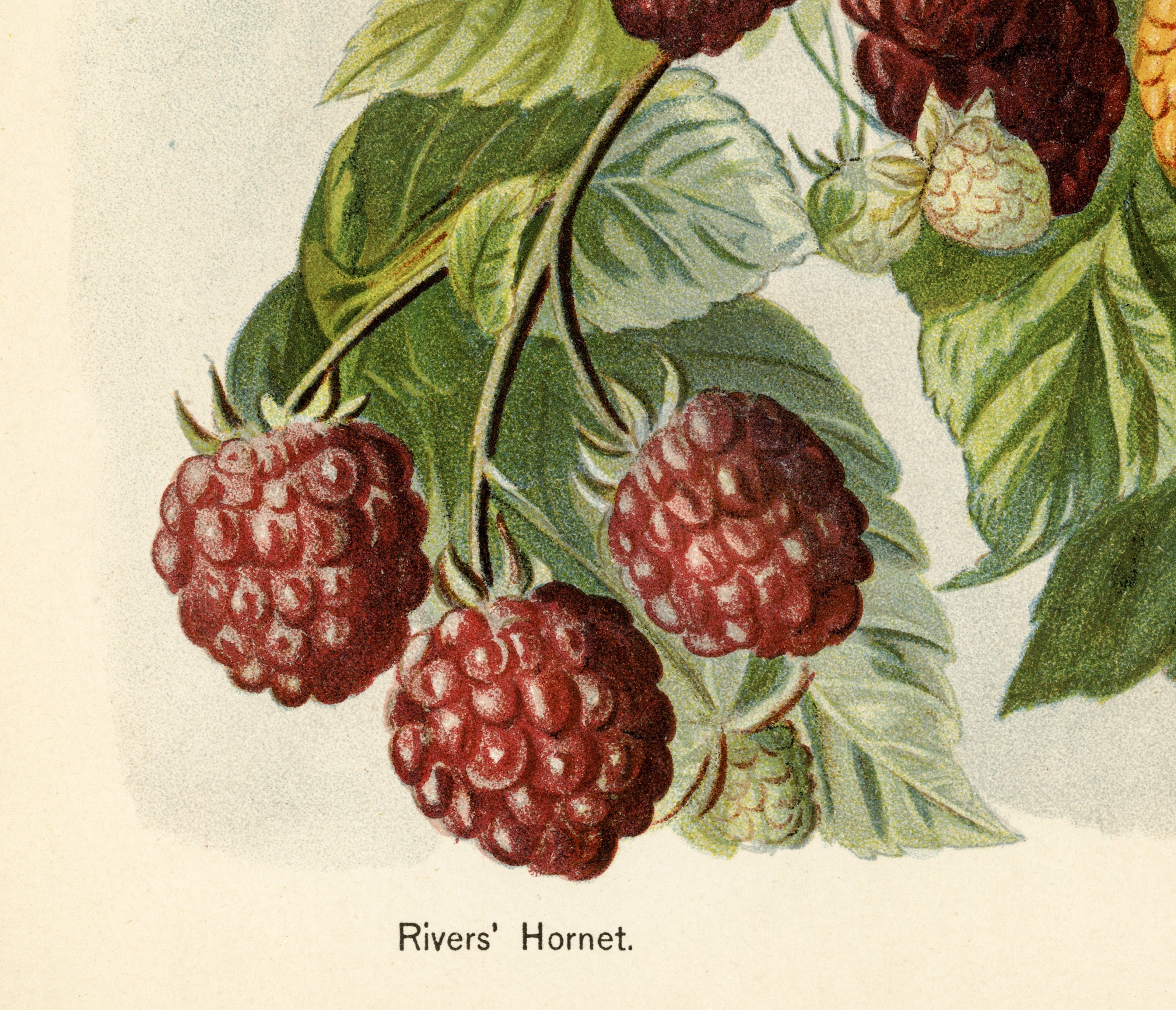 Raspberry Vintage Botanical Poster Illustration From the Fruit - Etsy