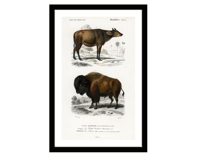 Cow and Bison Vintage Poster Illustration Original From Dictionnaire ...