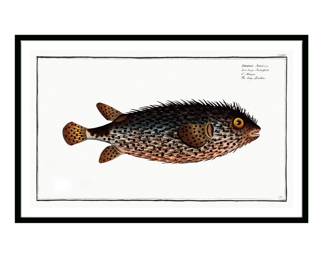 Vintage Long Diodon Fish Illustration Patent Print Poster for Fishermen ...