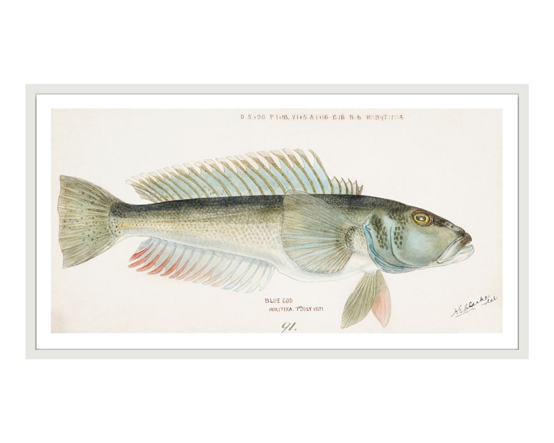 Antique Fish Parapercis Vintage Illustration Patent Print Poster Gift ...