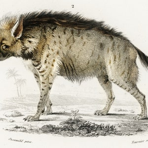 Golden Jackal and Striped Hyena Vintage Poster Illustration Original ...