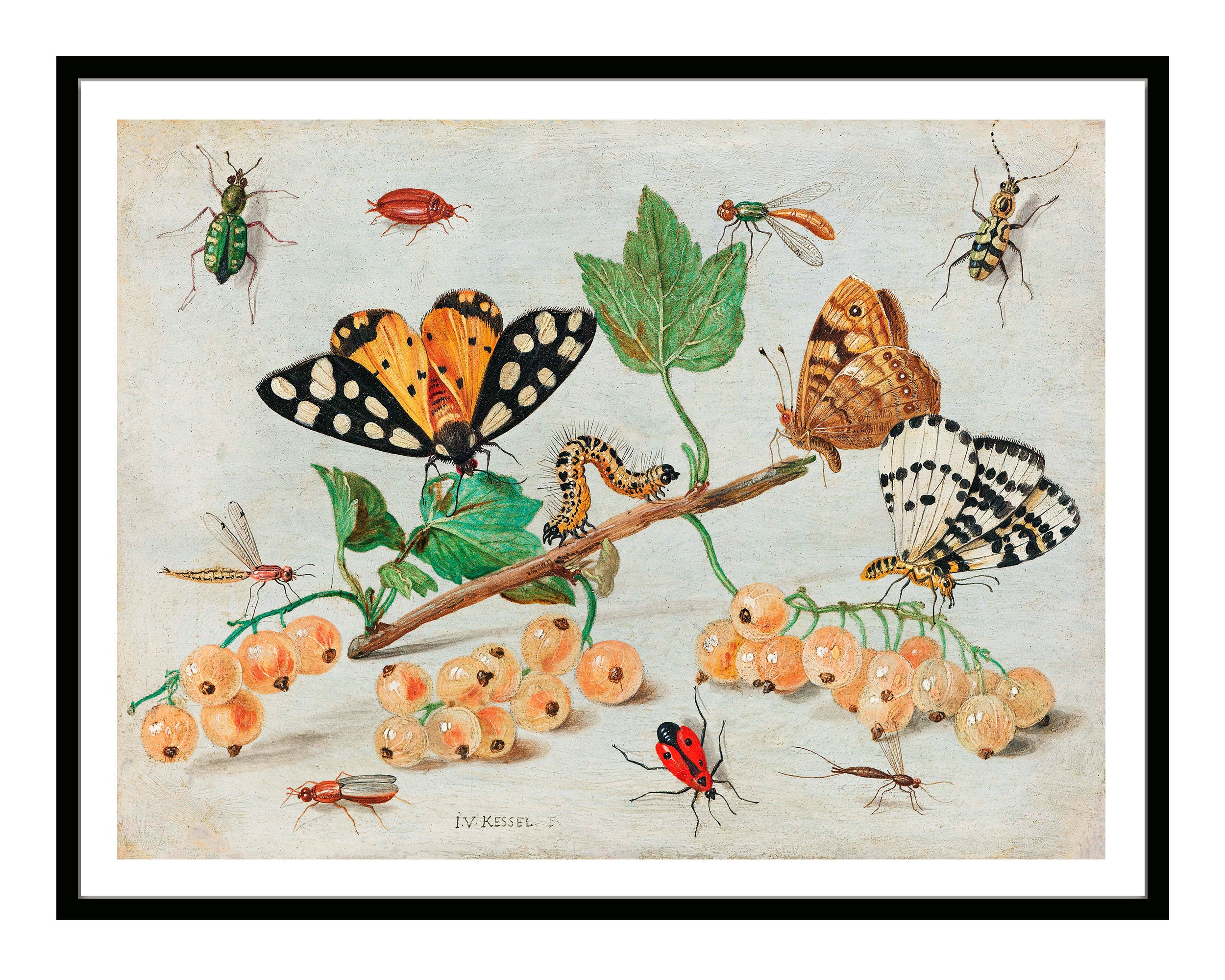 Vintage Illustration Set Poster Still Life Print of Fruits and Insects ...