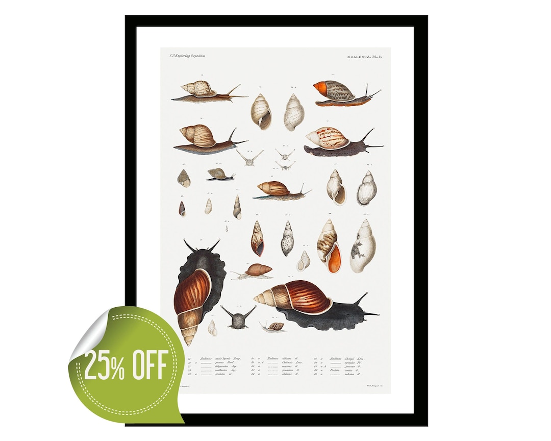 Snail Mollusca & Shells Varieties Vintage Illustration Set Patent Print ...