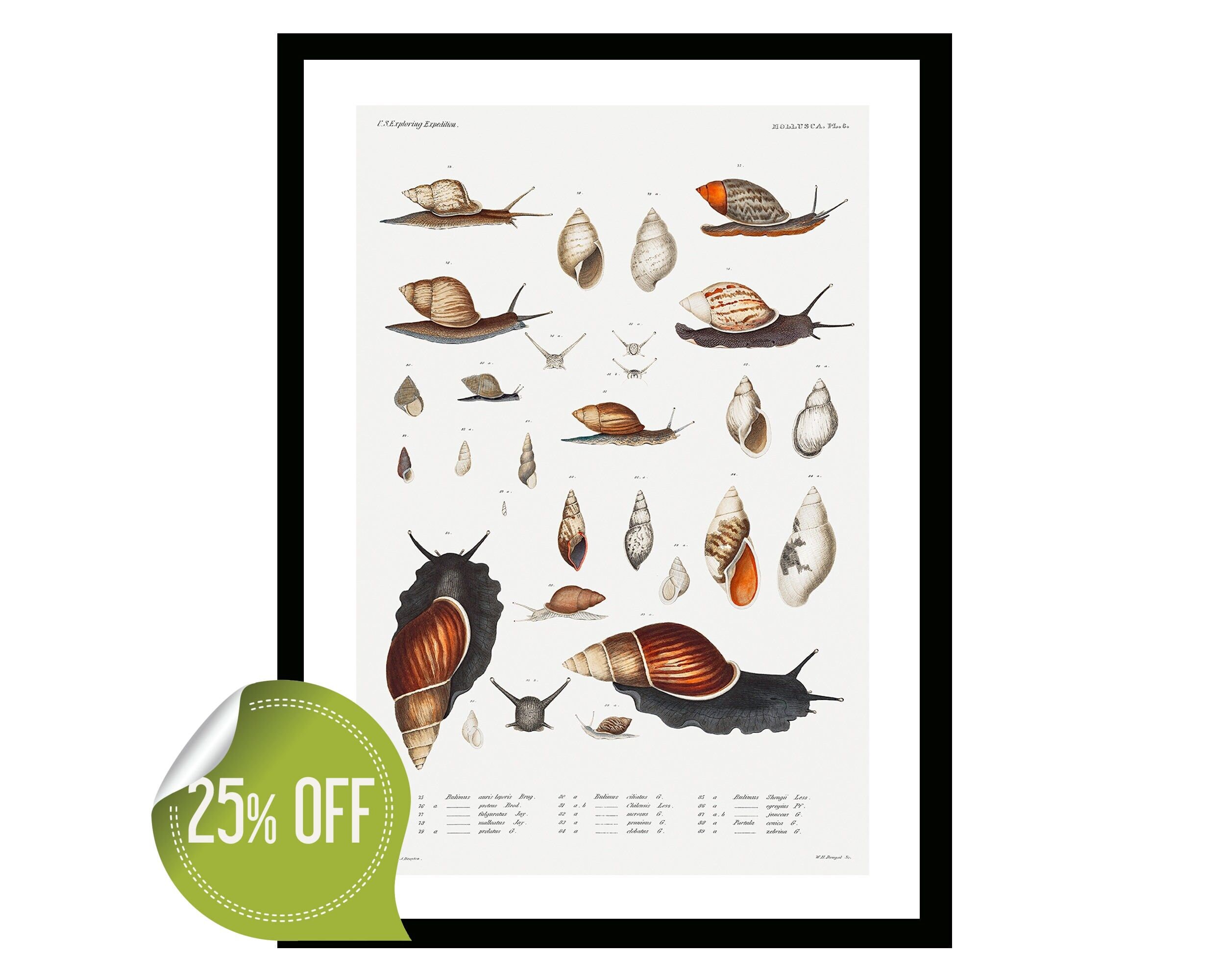 Snail Mollusca & Shells Varieties Vintage Illustration Set Patent Print ...