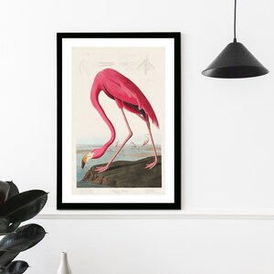 Pink Flamingo Print | Vintage Birds of America Art - Etsy