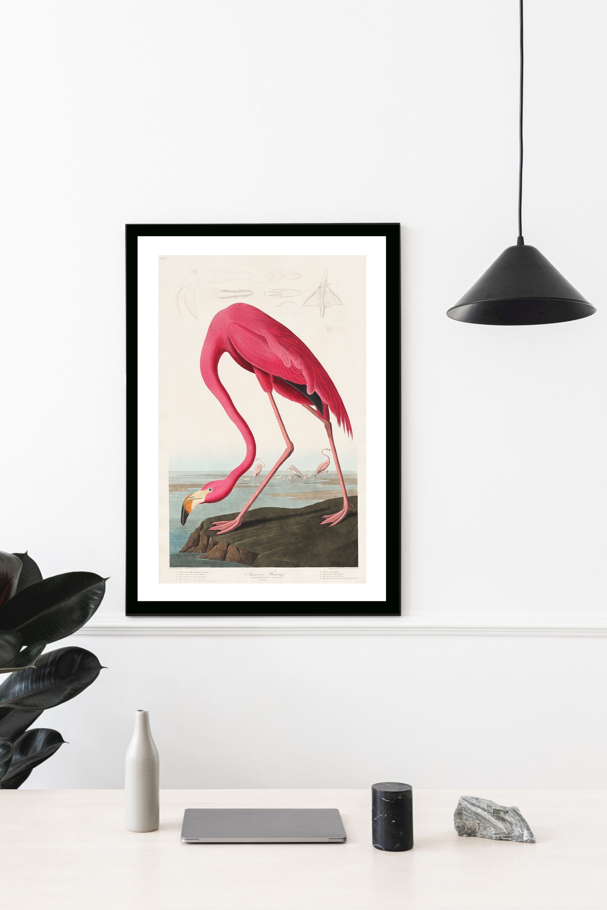 Pink Flamingo Vintage Poster Birds of America Illustration From 19th ...