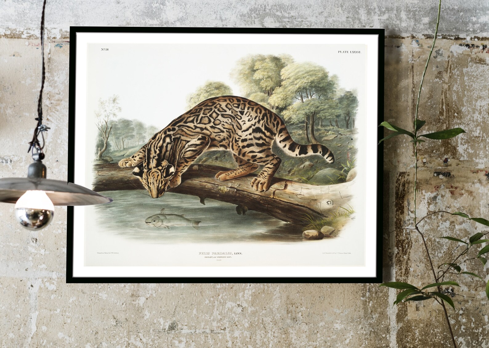 Ocelot or Leopard-cat Vintage Poster Illustration Original - Etsy