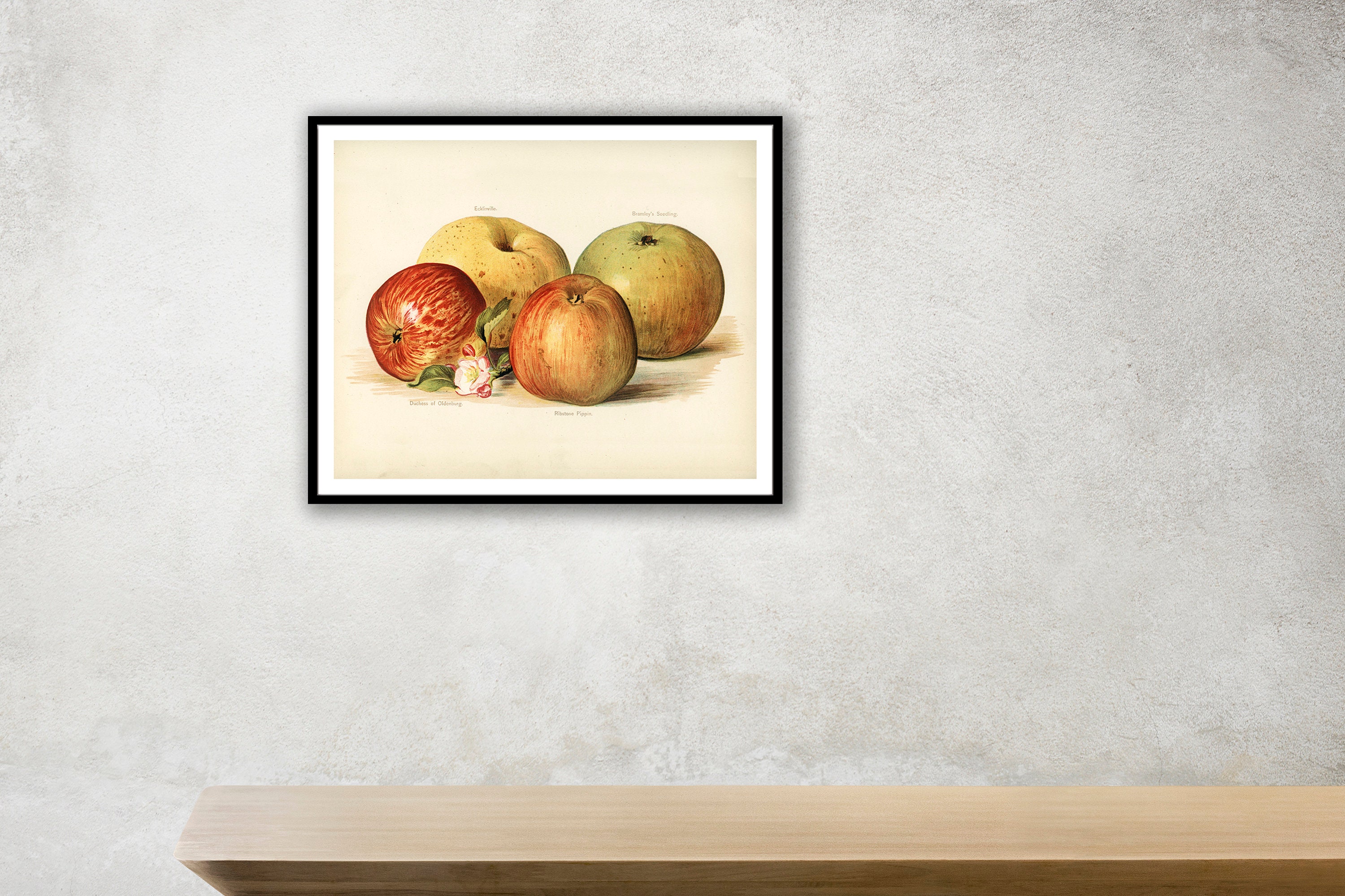 Apples Variety Set Vintage Botanical Poster Illustration From the Fruit ...