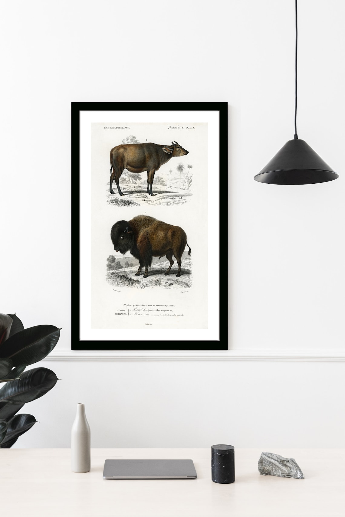 Cow and Bison Vintage Poster Illustration Original From - Etsy