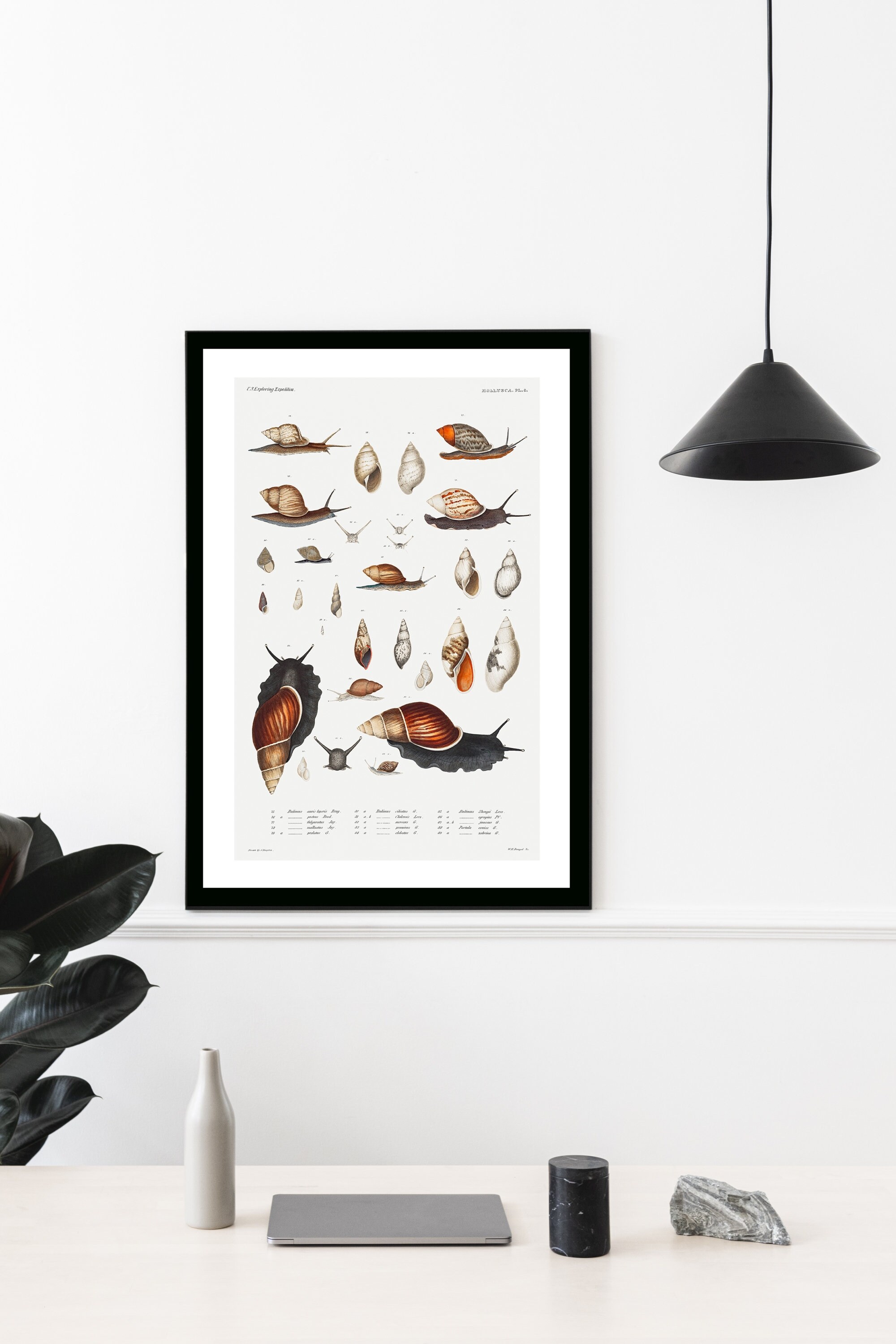 Snail Mollusca & Shells Varieties Vintage Illustration Set Patent Print ...
