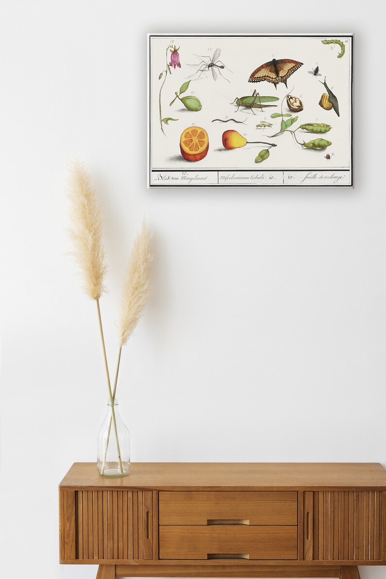 Vintage Illustration Set Poster Still Life Print of Fruits and | Etsy