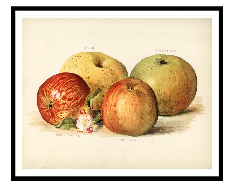 Apples Variety Set Vintage Botanical Poster Illustration From - Etsy