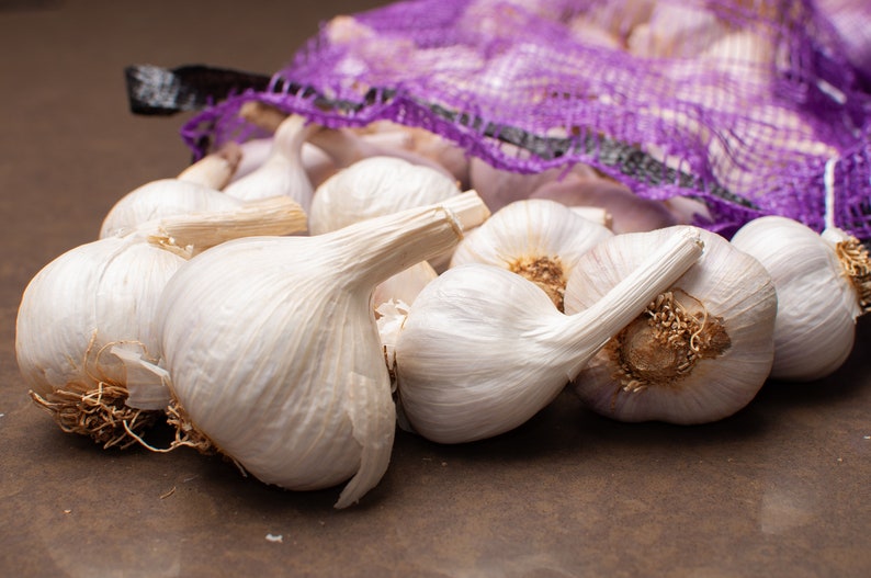 Garlic Music Variety Hard-neck Avalible Now 1lb - Etsy