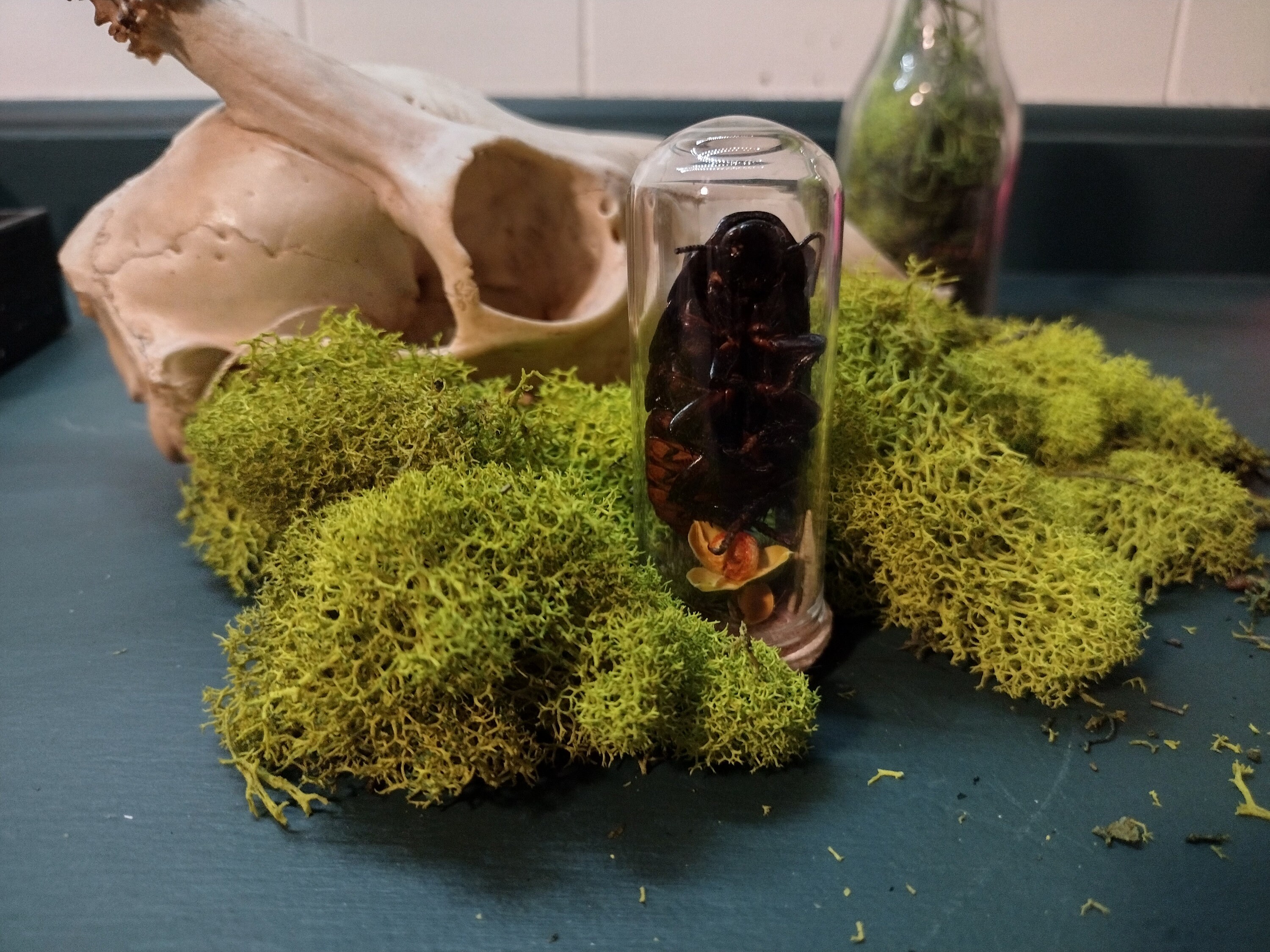 Randall Roach Taxidermy Curiosity - Etsy