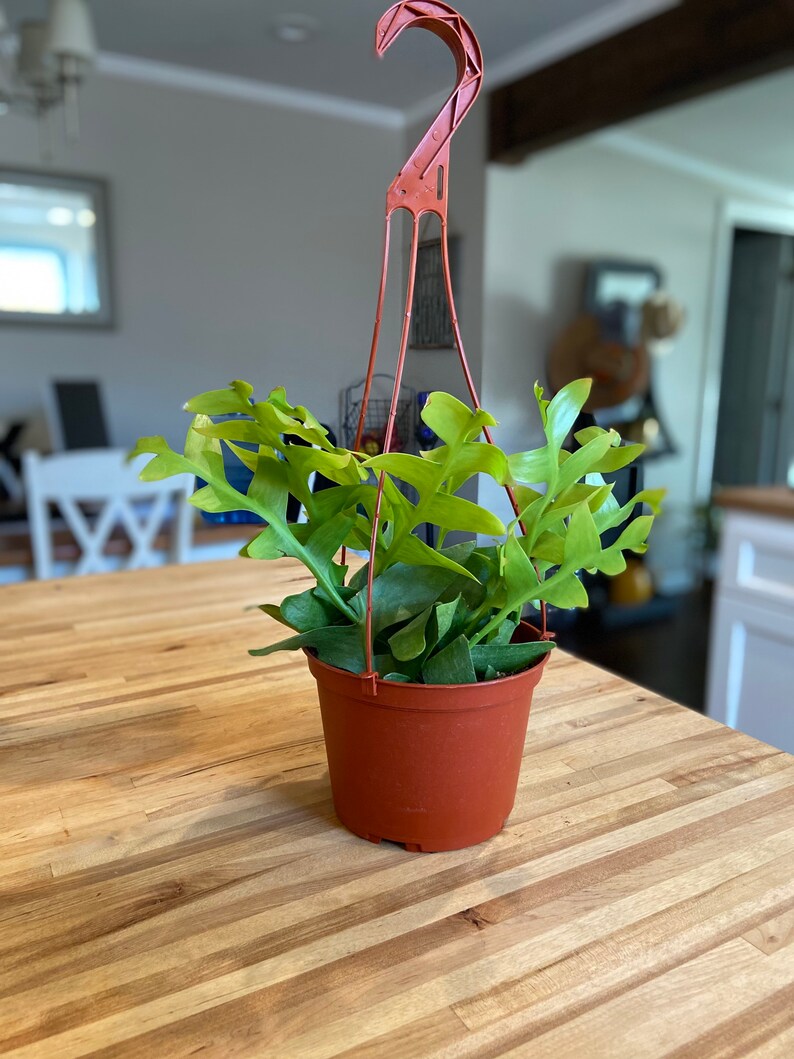 Rare Fern Leaf Cactus shark Tooth Epiphyllum Chrysocardium - Etsy