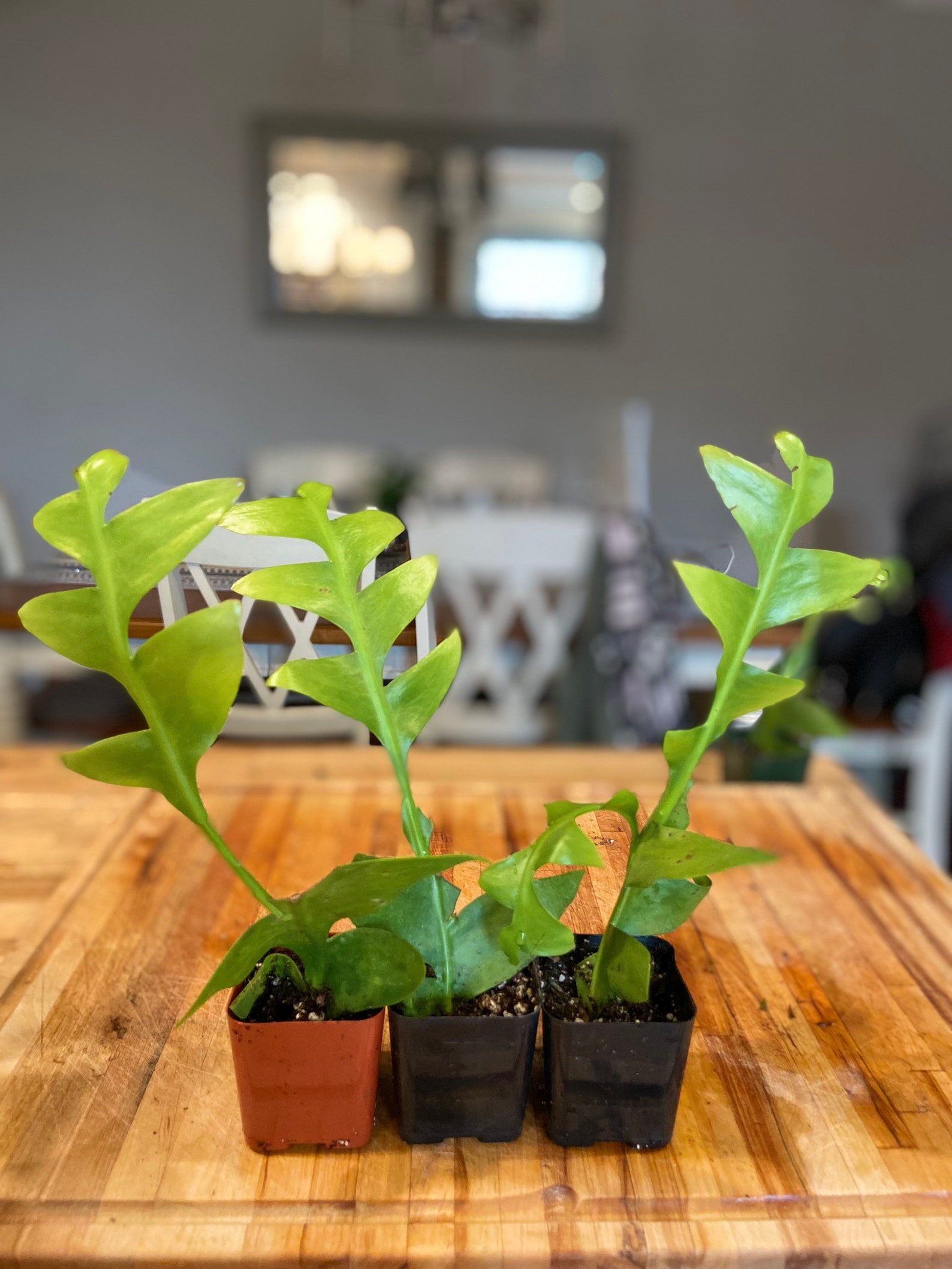 Rare Shark Tooth Cactus: Selenicereus Chrysocradium in 2.5" Pot - Etsy