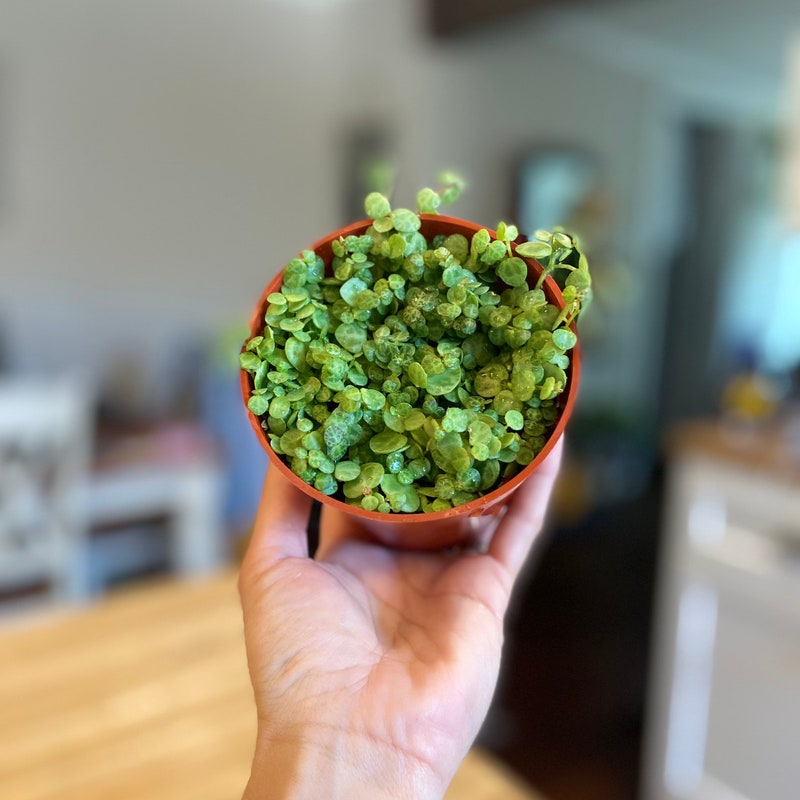 String of Frogs - Etsy