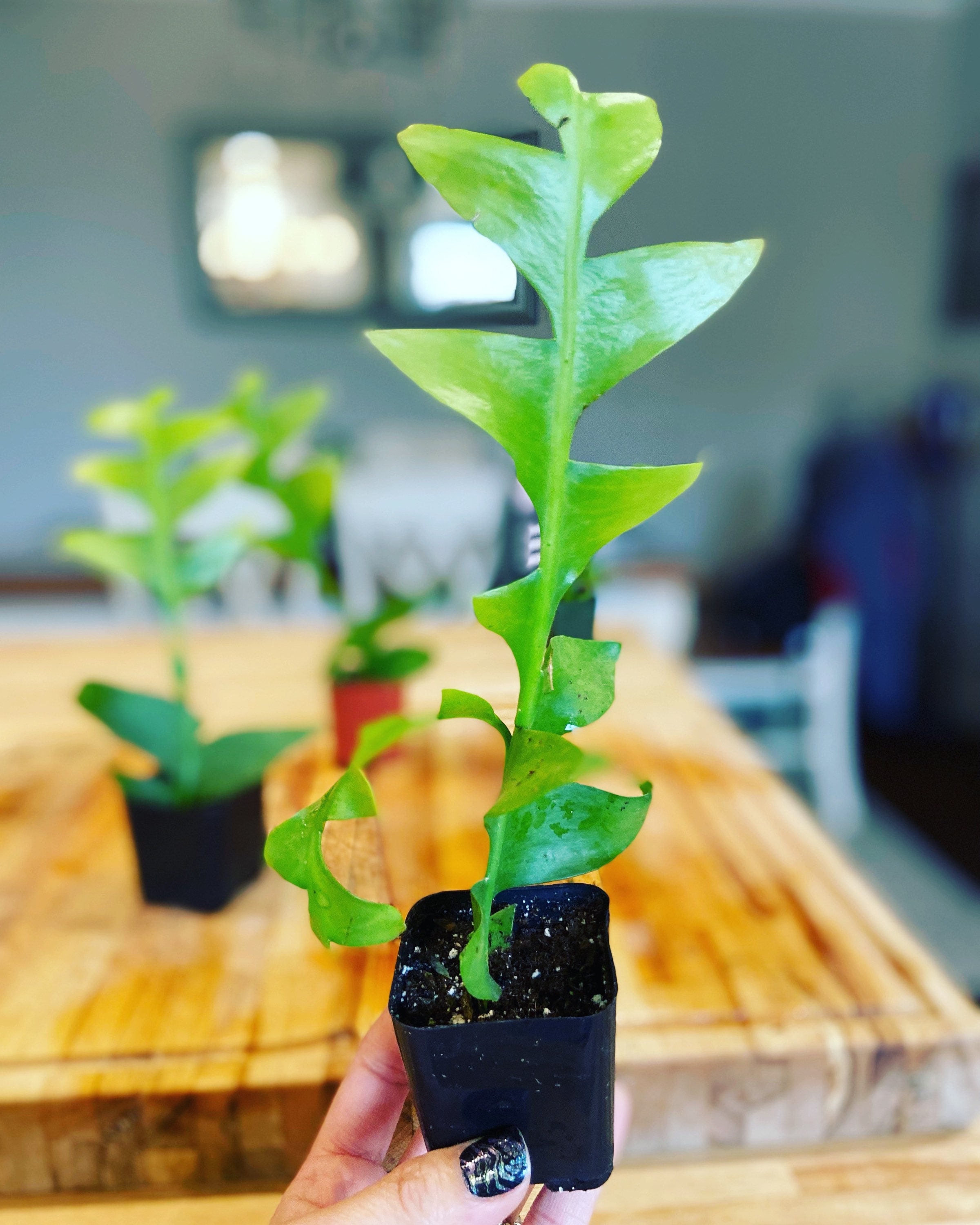 Rare Shark Tooth Cactus: Selenicereus Chrysocradium in 2.5" Pot - Etsy