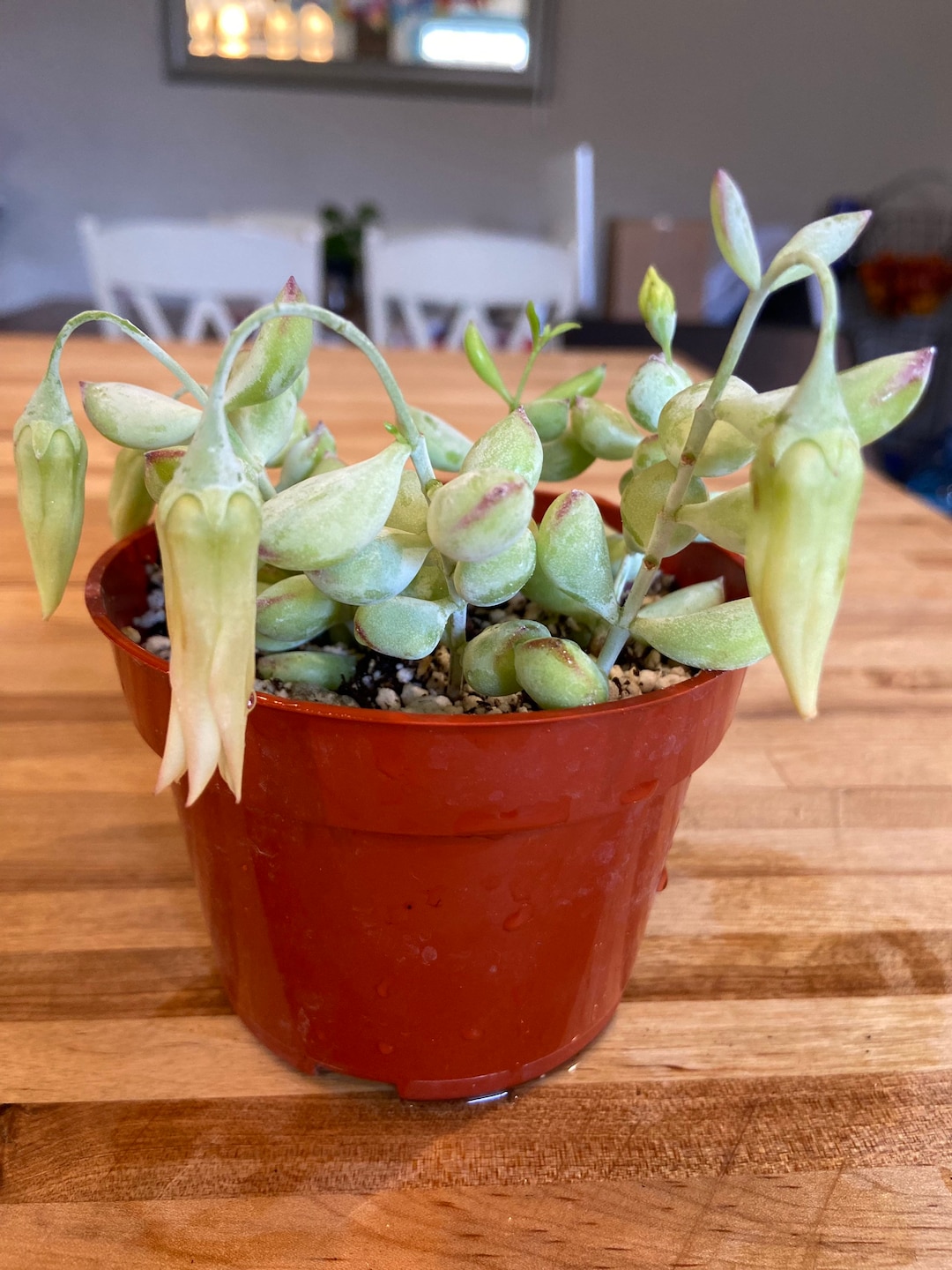 Rare Cliff Cotyledon Pendens: Trailing Succulent in 4in Pot - Etsy