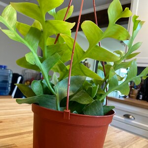 Rare Fern Leaf Cactus shark Tooth Epiphyllum Chrysocardium Selenicereus ...