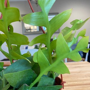 Rare Fern Leaf Cactus shark Tooth Epiphyllum Chrysocardium Selenicereus ...