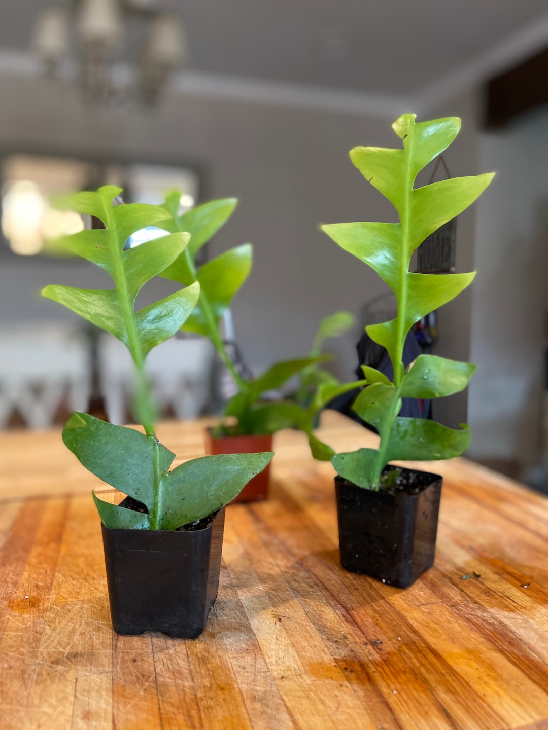 Rare Shark Tooth Cactus: Selenicereus Chrysocradium in 2.5" Pot - Etsy