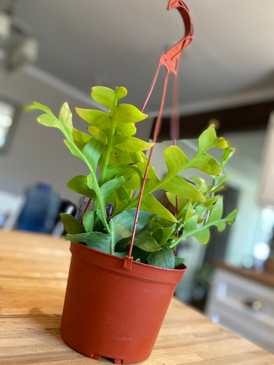 Rare Fern Leaf Cactus shark Tooth Epiphyllum Chrysocardium Selenicereus ...