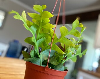 Epiphyllum Shark Fin - Etsy