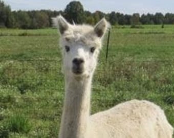 Alpaca Fiber Tamara - Etsy