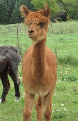 Alpaca Fiber - Tamara - Etsy