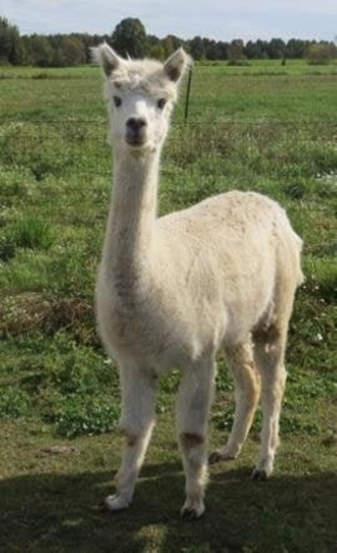 Alpaca Fiber - Kelly - Etsy