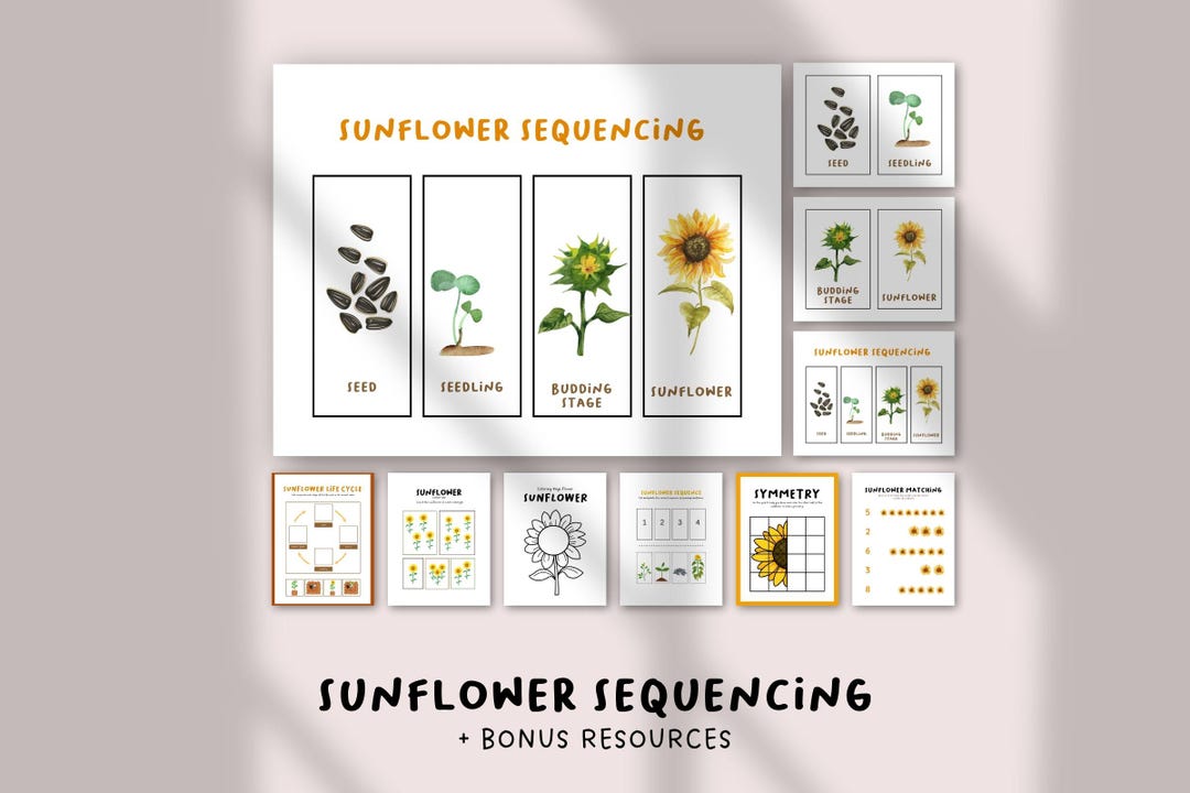 Sunflower Life Cycle Sequencing Cards – Preschool Printable Activity ...