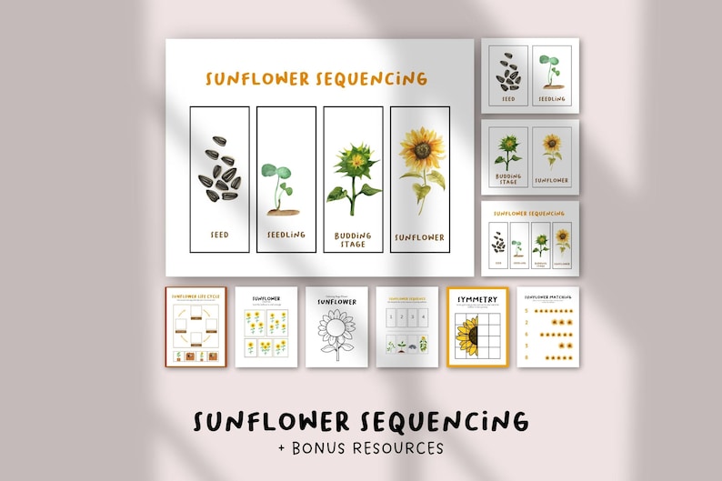 Sunflower Life Cycle Sequencing Cards – Preschool Printable Activity, Educational Posters for ...