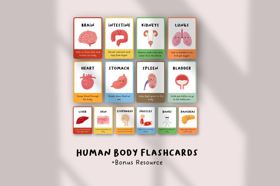 Human Body Flashcards | Body Organs Printable for Kids | Anatomy ...