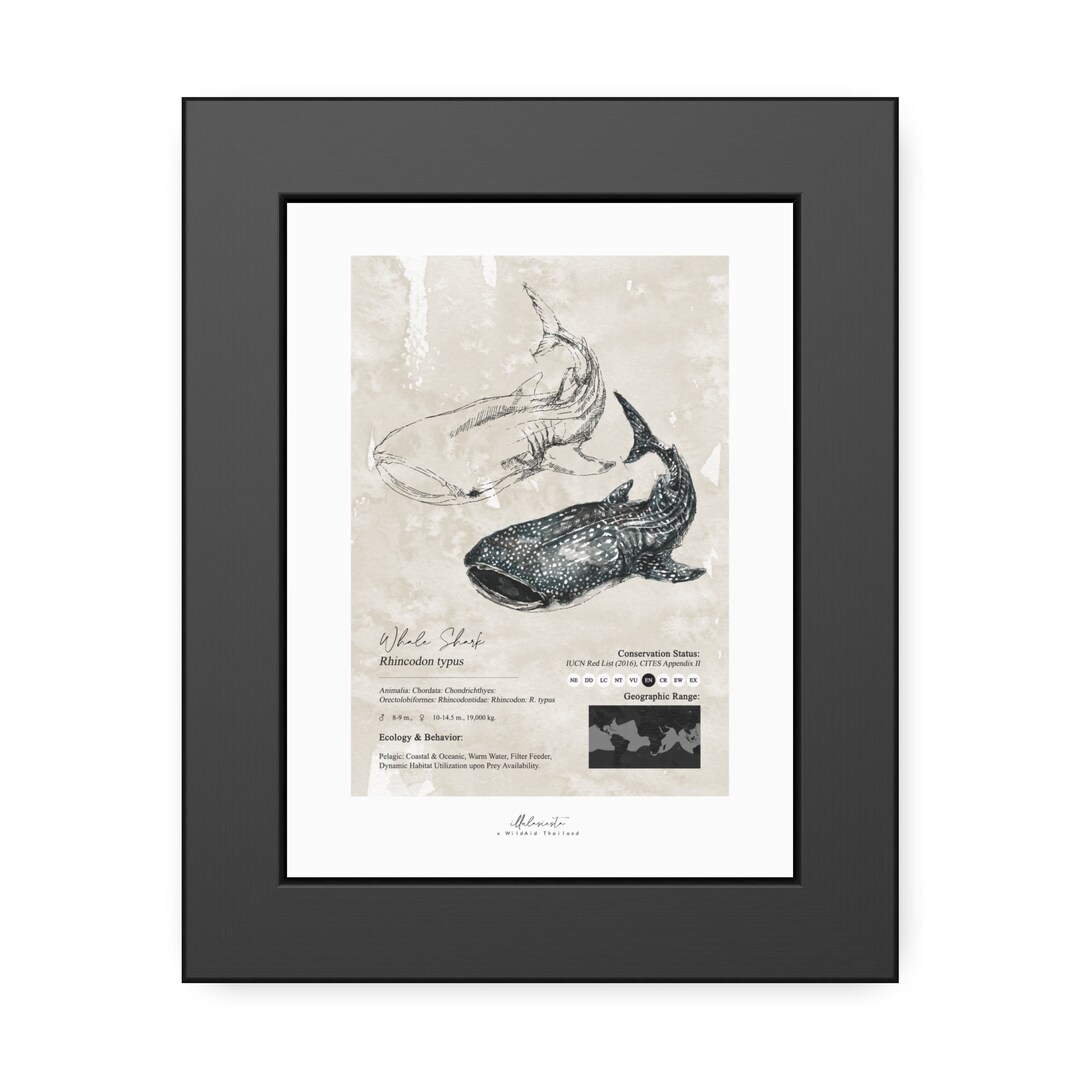 Whale Shark Framed Paper Posters - Etsy