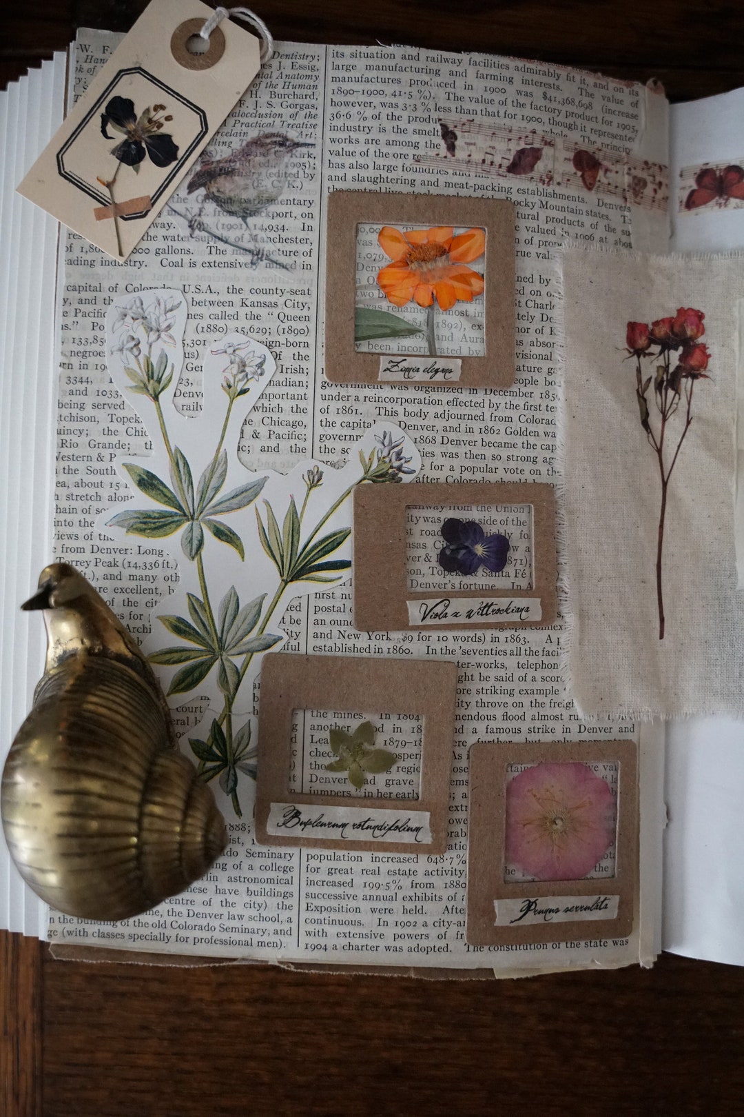 Flora Specimen Slides Pressed Flowers & Plants in Specimen - Etsy