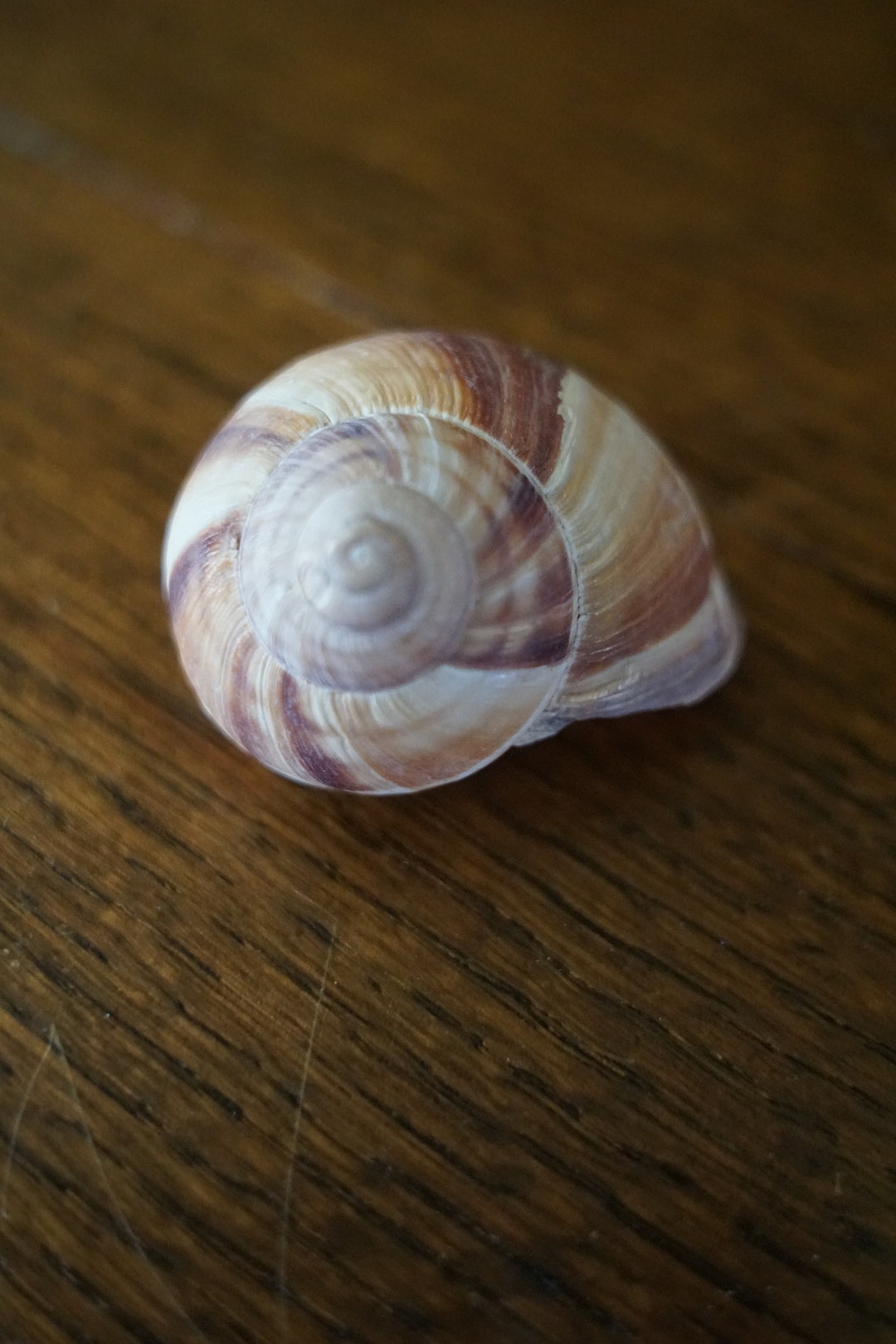 Large Snail Shell Real Cabinet of Curiosities Nature Shelf - Etsy