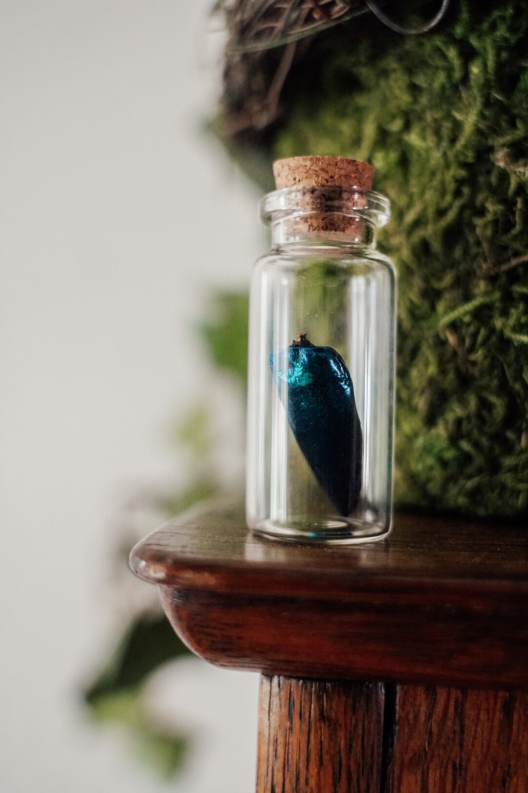 Elytra Beetle Shell Wing in Vial Real Cabinet of Curiosity Nature ...