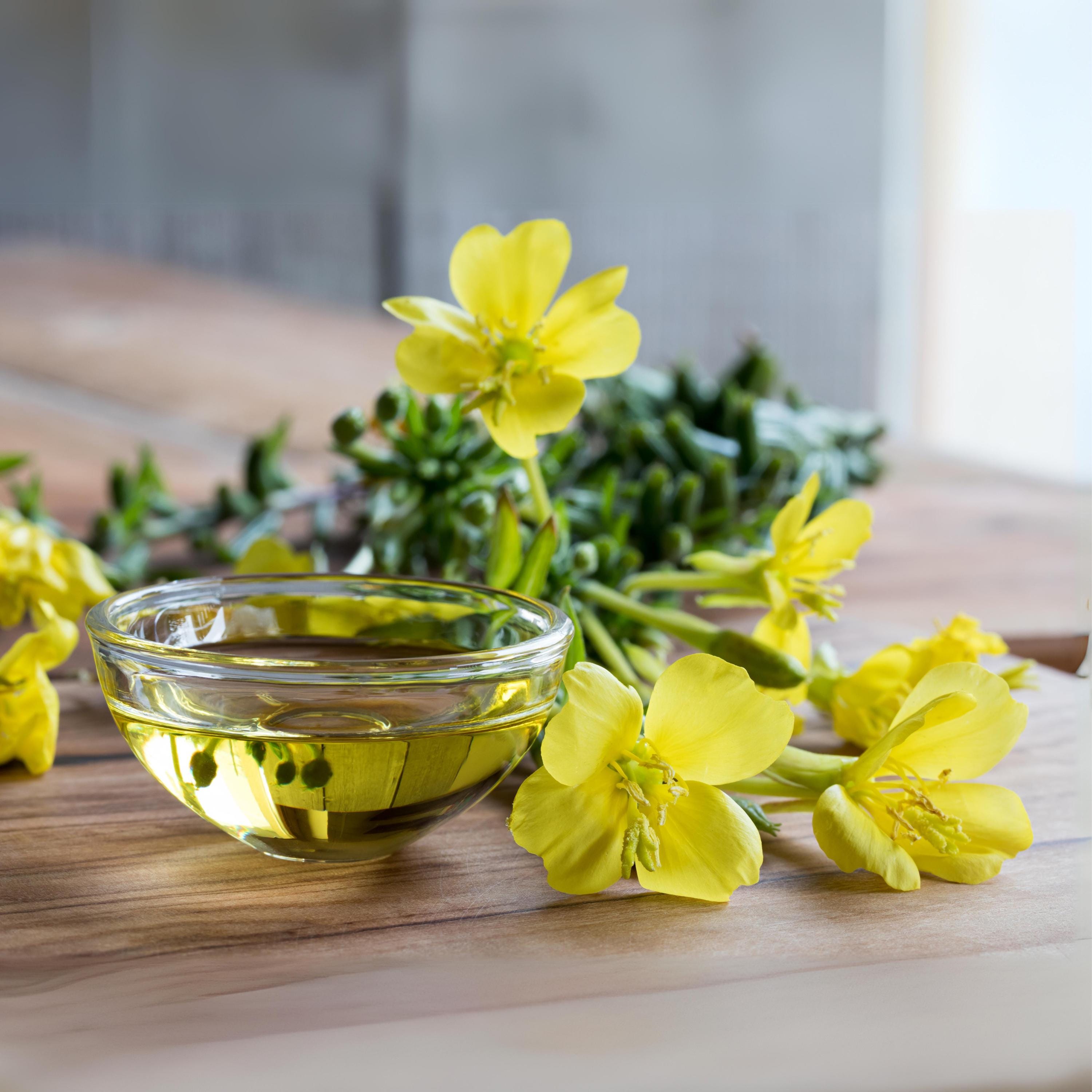 15+ Seeds| Evening Primrose Seeds - Flowering - Cold Resistant ...