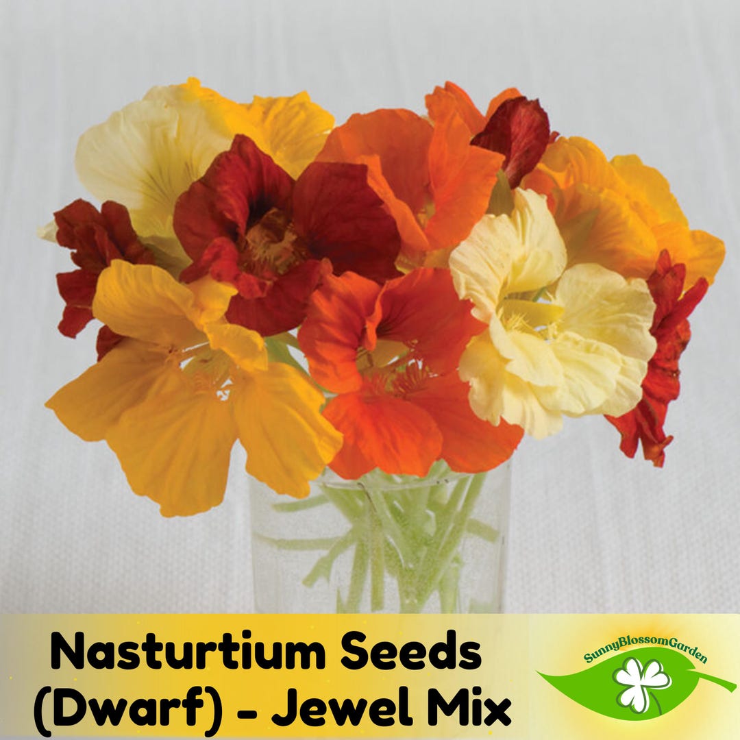 5+ Seeds| Nasturtium (dwarf) -jewel Mix Seeds - Fast Growing - Open ...