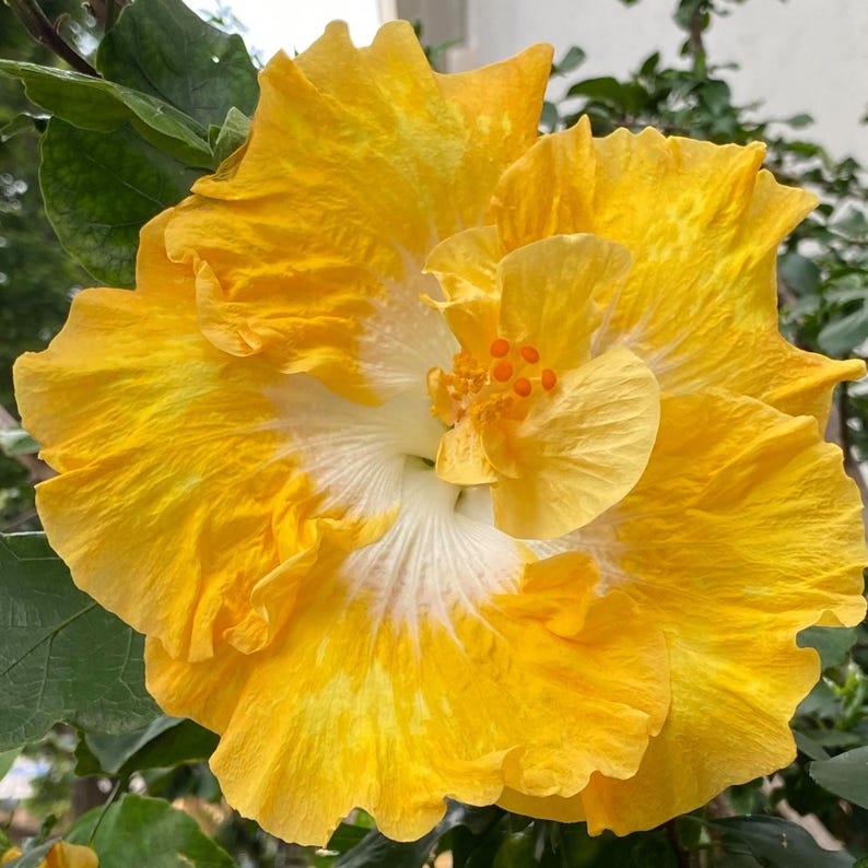 15+ Seeds| "hibiscus “harvest Moon” Seeds - Bush & Shrub Seeds - Fast ...